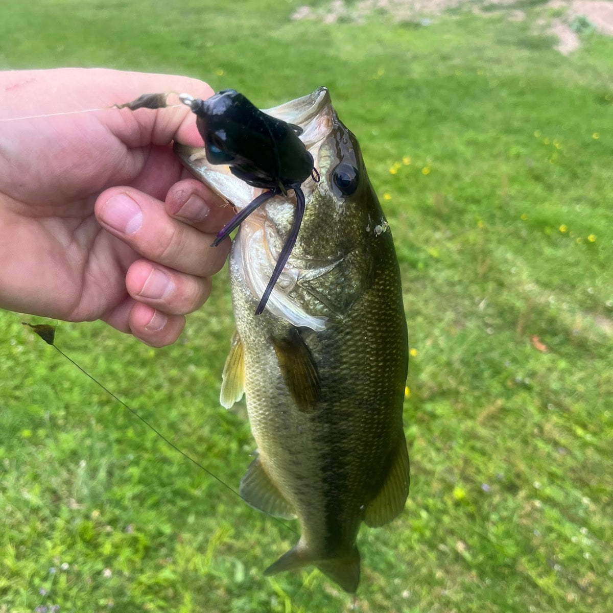6/18/2026 Tioga County Fishing Report- Hammond Lake, Tioga Lake, Cowan ...