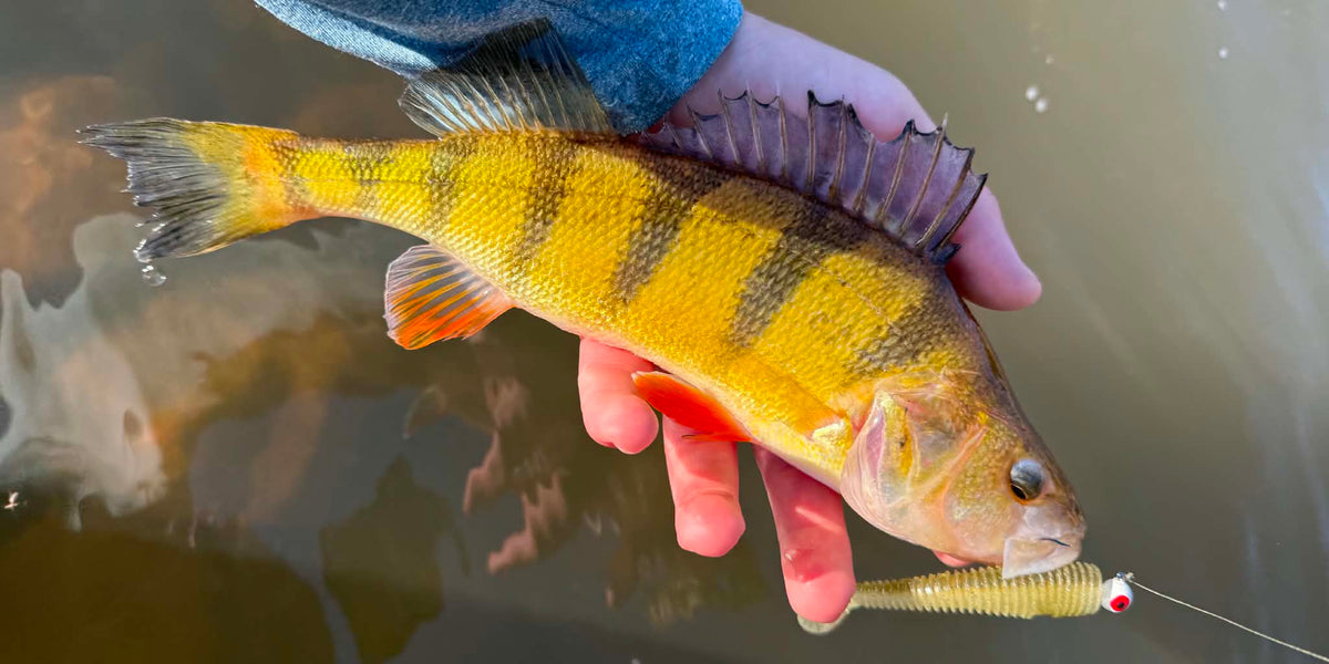 5/28/2026 Tioga County Fishing Report- Hammond Lake, Tioga Lake, Cowan ...